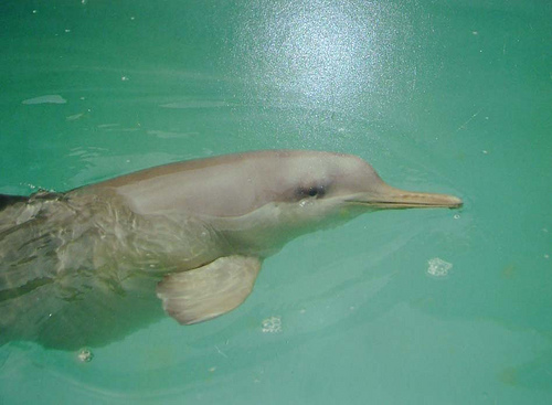 DOFINS DEL SALVAT PAPASSEIT 1r. Primària: Més tipus de dofins...