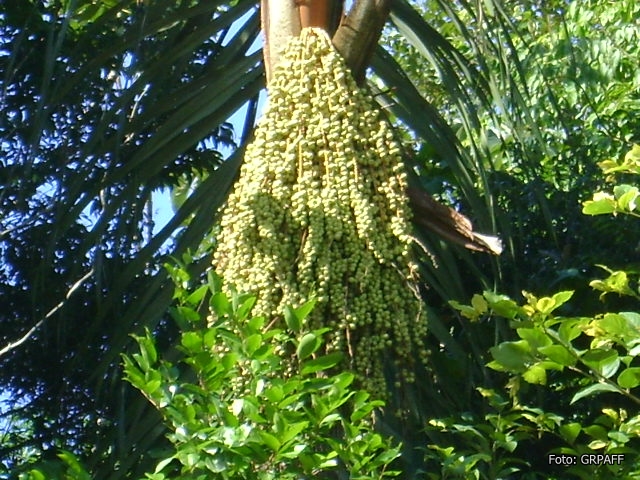 GRPAFF: Espécie da Flora Nativa