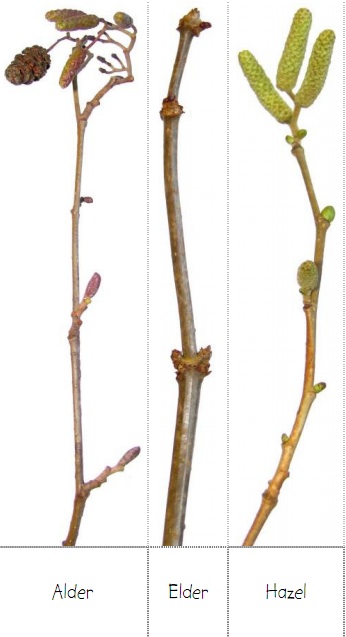 Becoming A Horticulturist: Plant ID Week 8: Winter twig identification