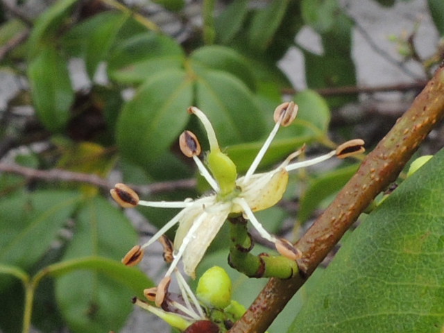 Fabaceae - Leguminosae no Brasil: Fabaceae - Copaifera marginata Benth.