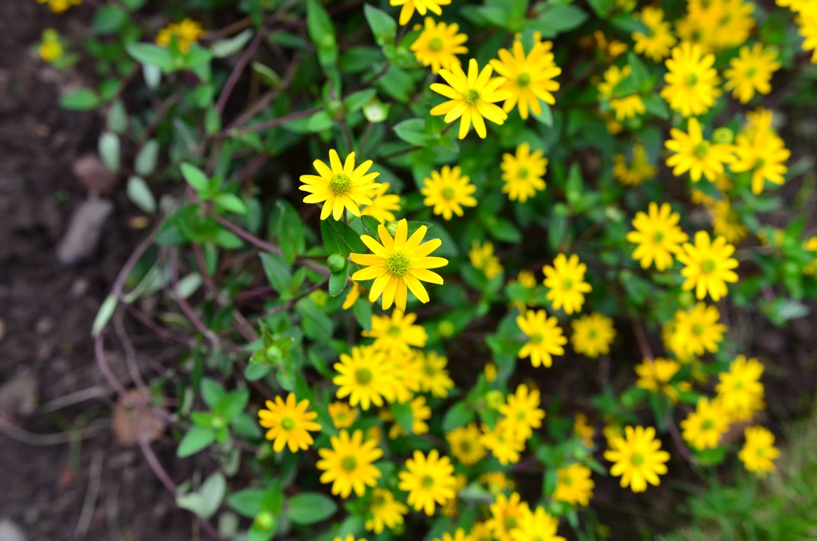 KAUA TEHTUD HERBAARIUMIKE: SUVELILLED