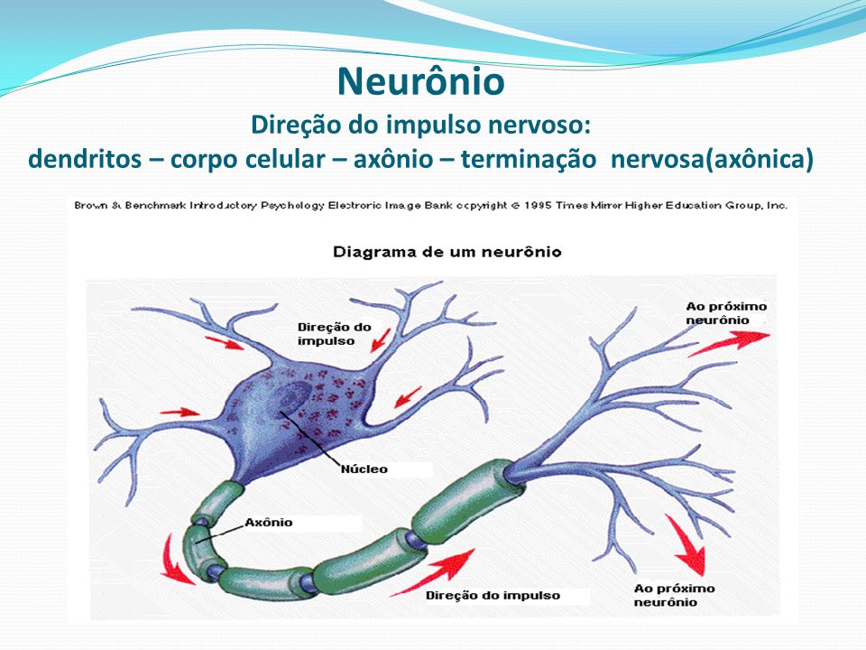 Neuroanatomia | Biologia: A ciência da vida