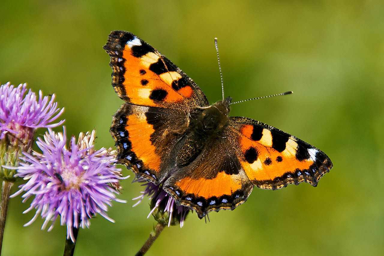 Aurum Signum: Perhosia