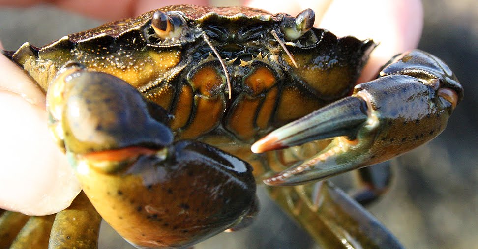 Cork city wildlife: Crab species