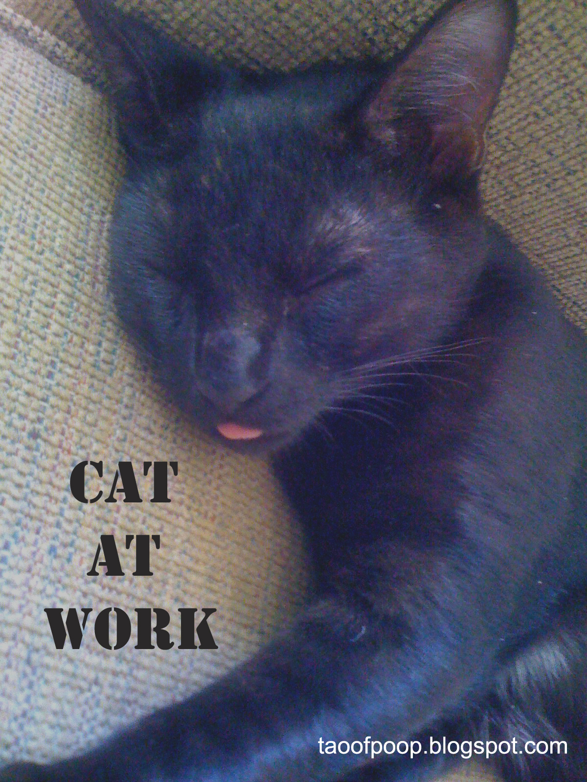 The Tao of Poop: Catnap