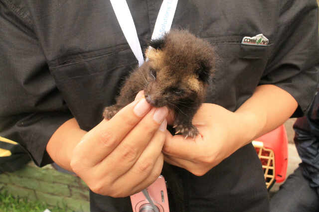 Jenis-jenis Musang :MUSANG LOVERS INDONESIA ( MLI )