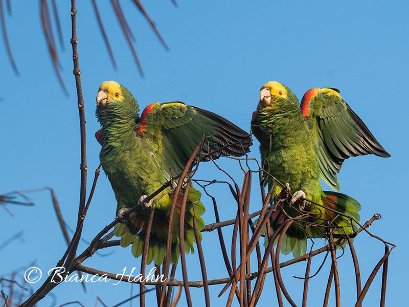 Pasari exotice - Toate speciile de papagali: 2017
