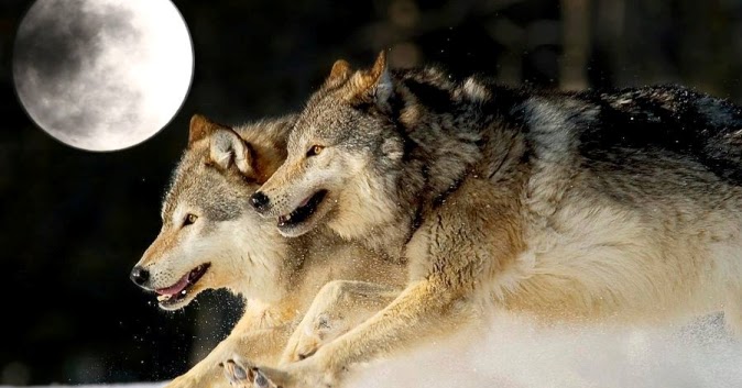 White Wolf : Running Wolves Moon 2016: What You Need to Know About ...