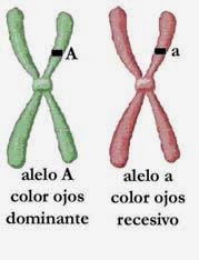 Ciencias para el mundo contemporáneo: Los genes