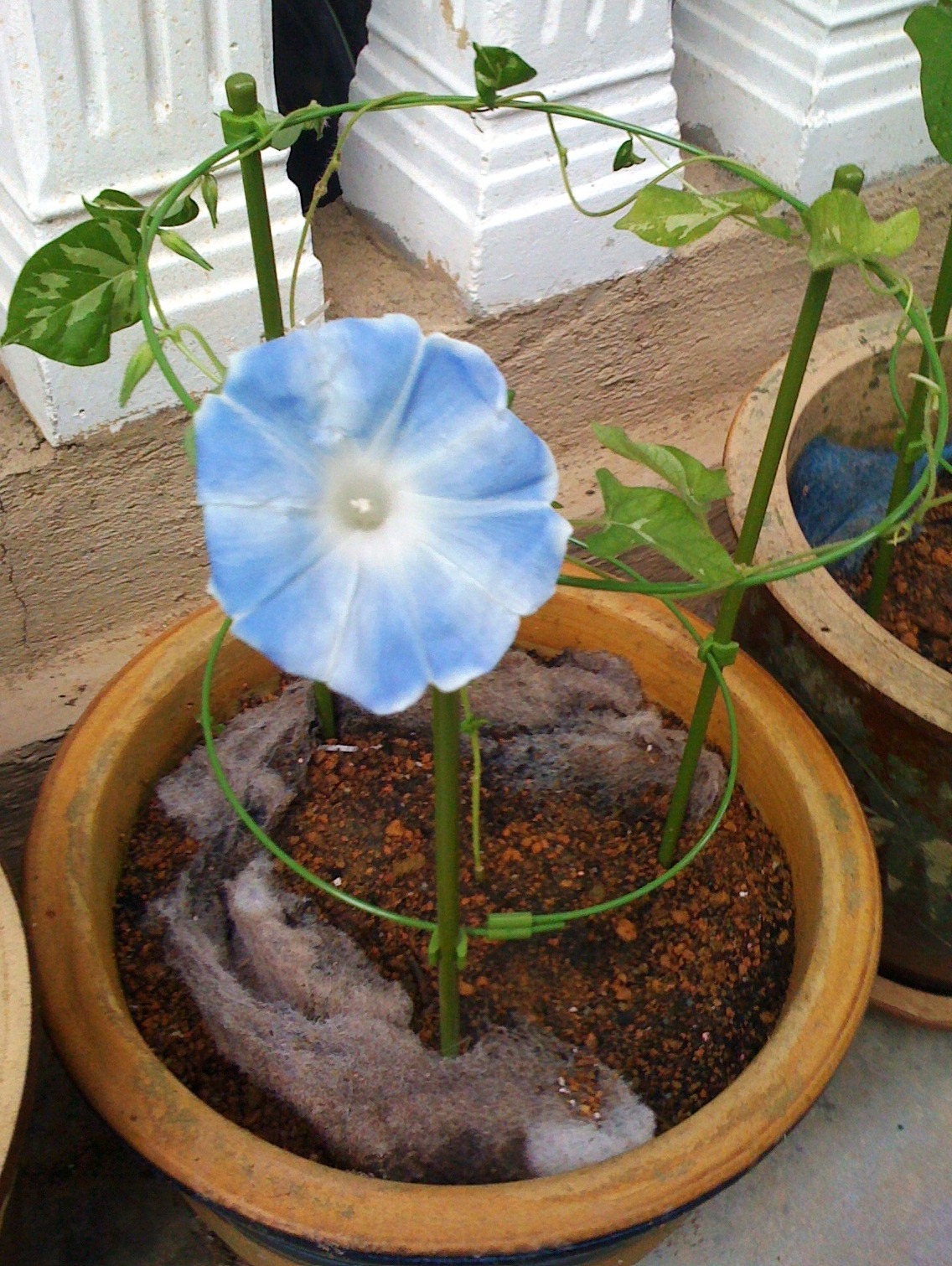 Bunga Seri Pagi (Asagao) : Light Blue Asagao