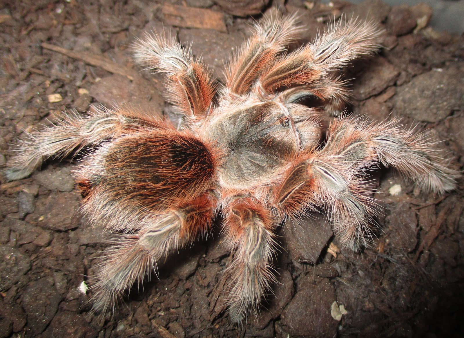 Tarántulas Chilenas : Grammostola sp 2 (maule)
