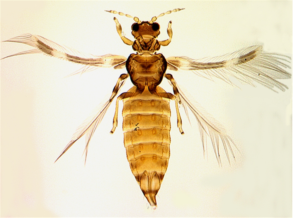 Thrips - True Wildlife Creatures