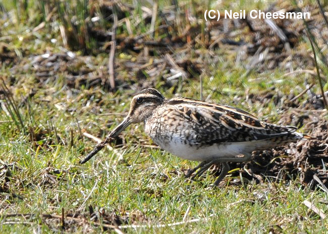 British Wildlife Photography: Common Snipe
