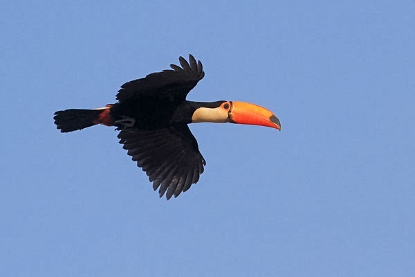 Túcan toco (Ramphastos toco)