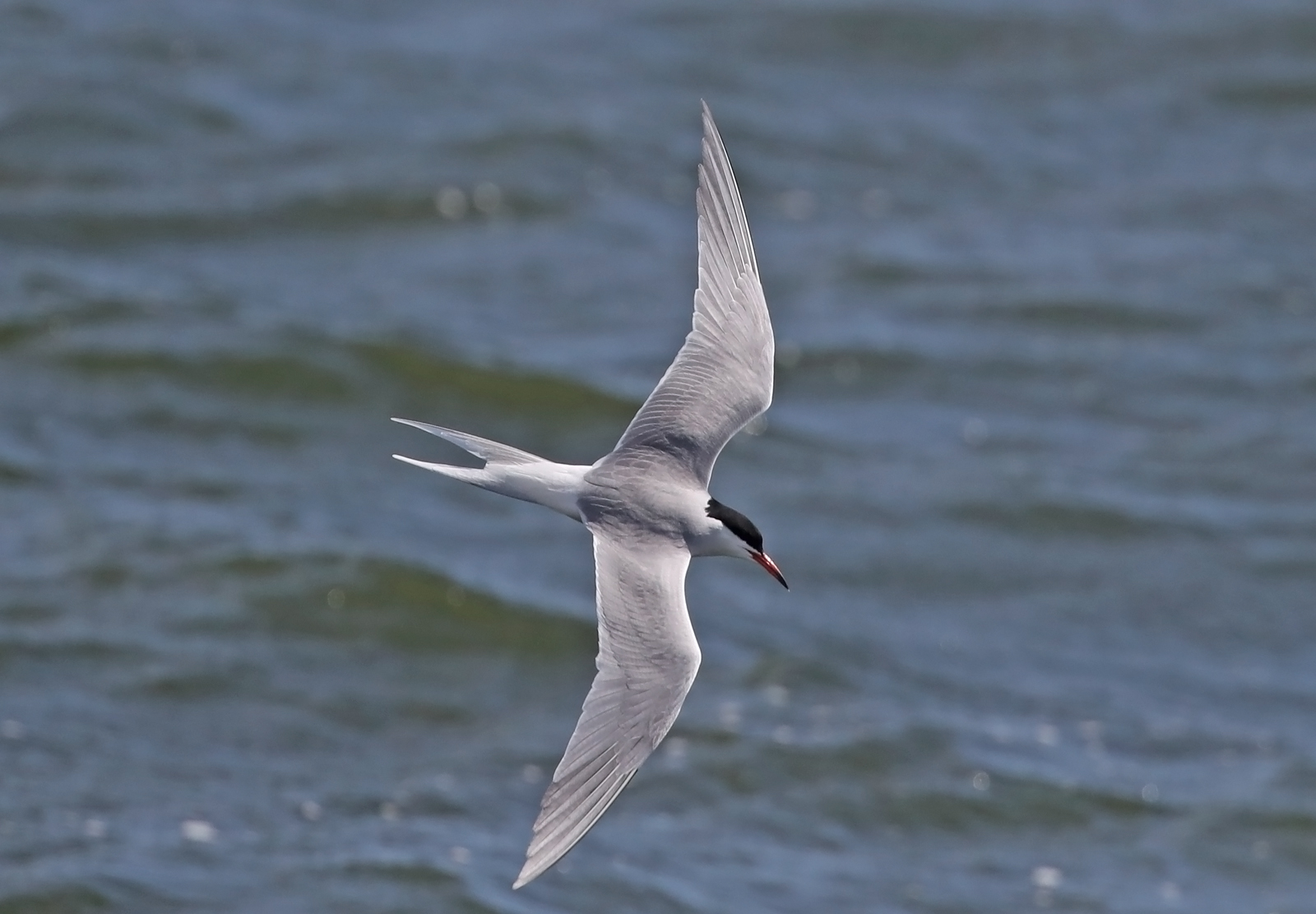 PLODDINGBIRDER: Black Terns!
