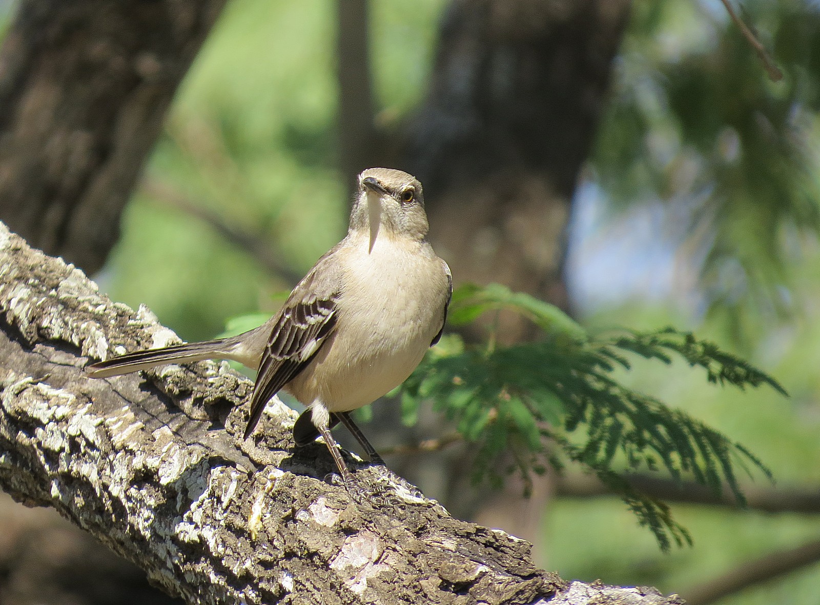 LGB's Nature Photos: Small Day Birding at McAllen Nature Center