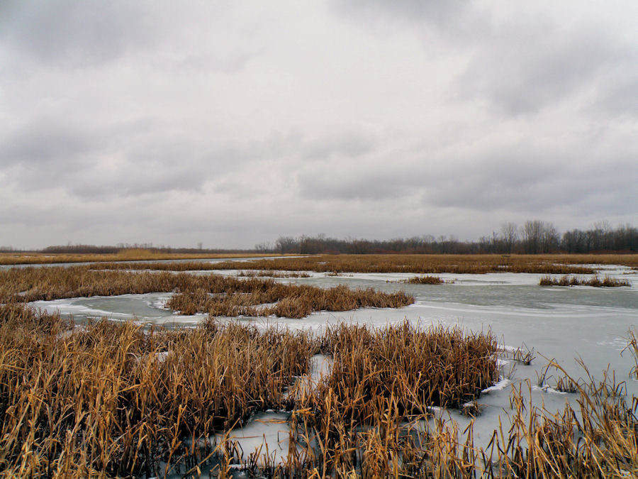 Hoosier Safari: Frosty Marsh