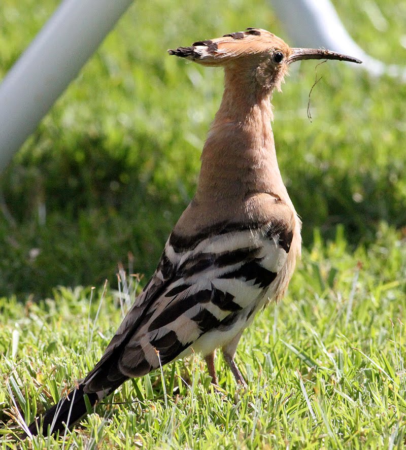 Another Bird Blog: In Menorca Again