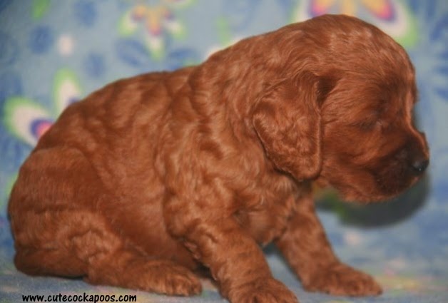 Cute Cockapoos: Progression of a Cockapoo Puppy, Week by Week Photos