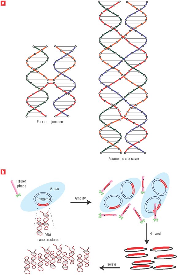 DNA: DNA Nanotechnology
