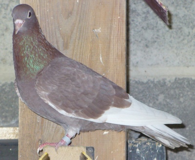 Toboşar arab | Rase-de-Porumbei-ro