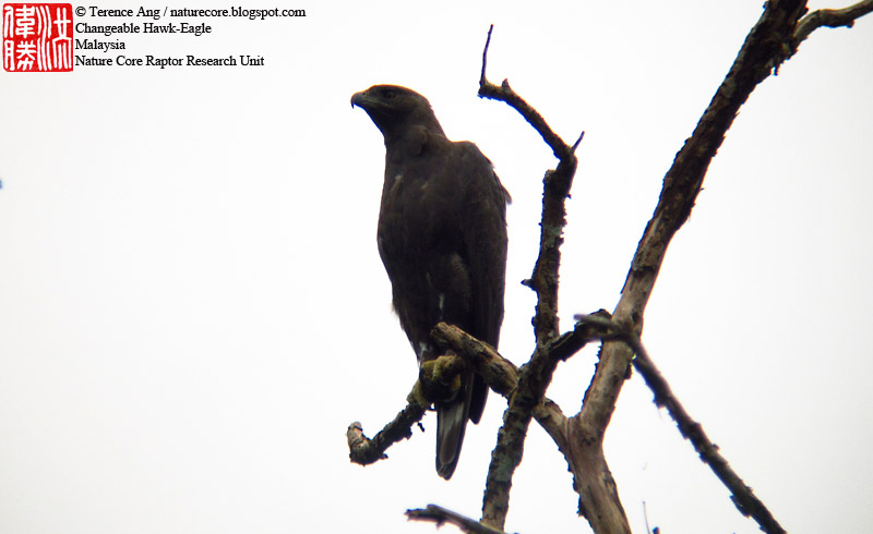 NCRRU - Changeable Hawk Eagle (Dark Morph)