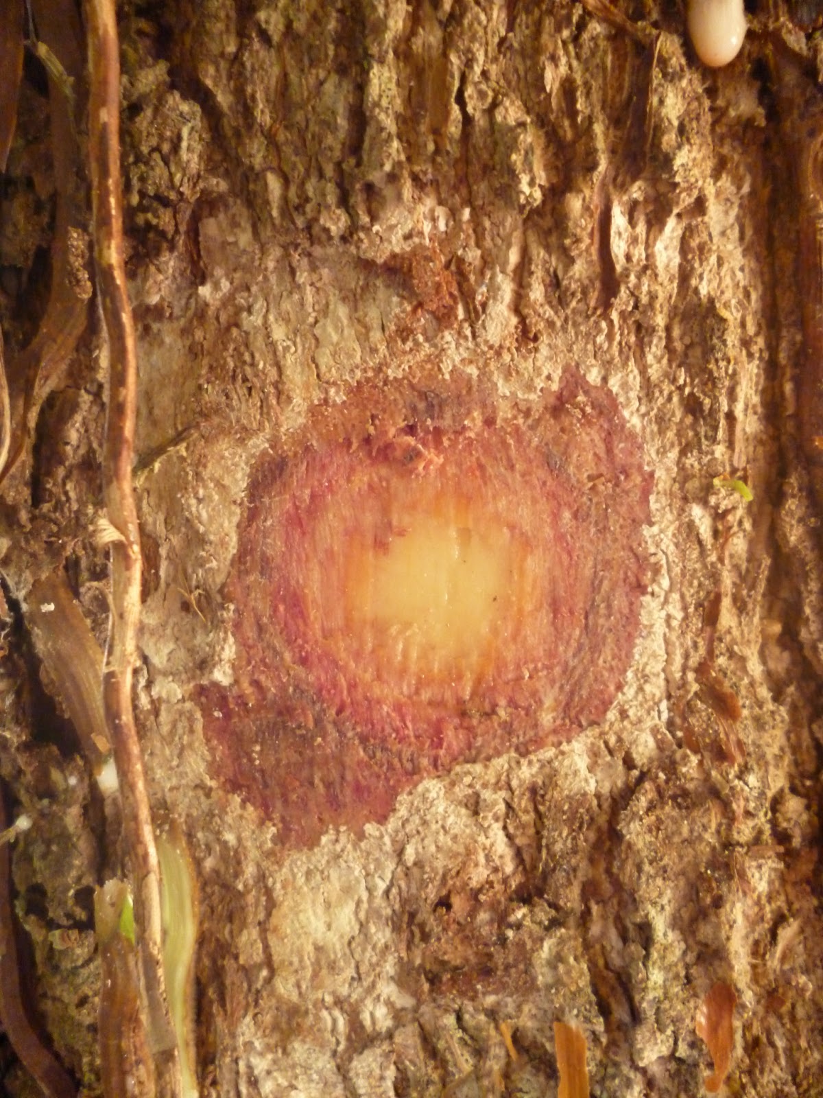 Árvores e Fungos: [Árvore] Couepia rufa - Chrysobalanaceae