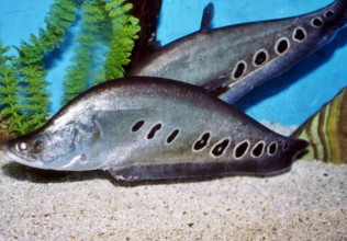 Bangkok Knife Clown Fish - FISH WIKIPEDIA