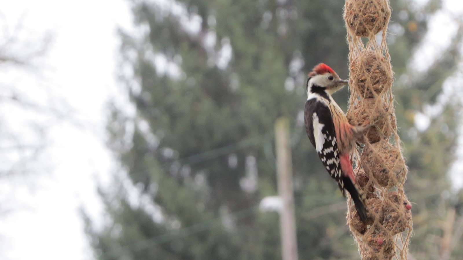 Flora von Bistram's Bilderwelten: #Buntspecht