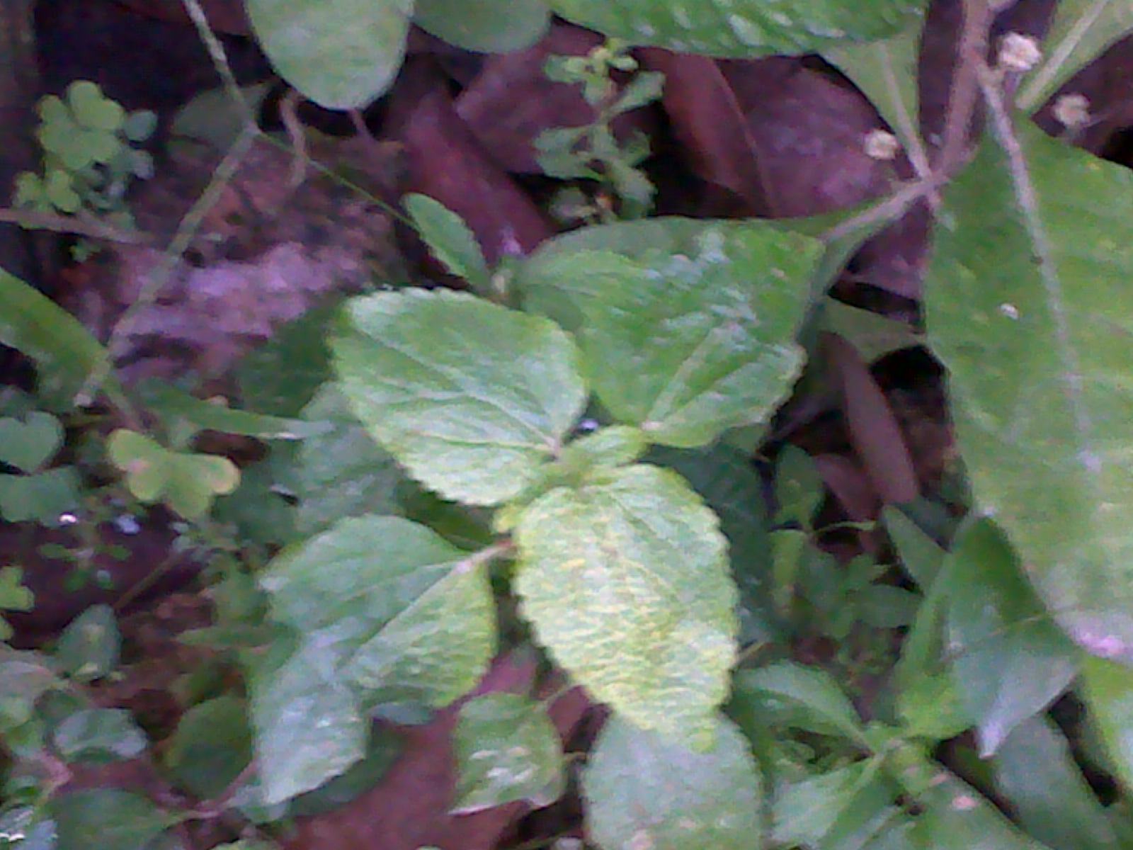 Smart & Beauty: Daun Tambora untuk obat Maaq dan Luka Dalam