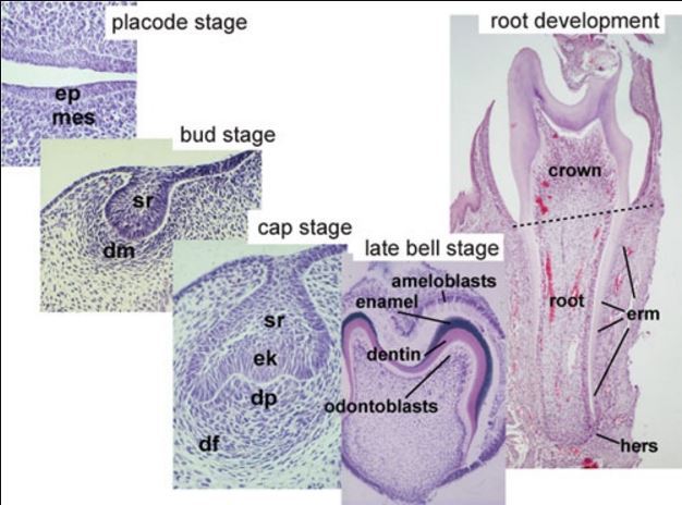 Dentosphere : World of Dentistry: MCQs on Oral Histology - Development ...