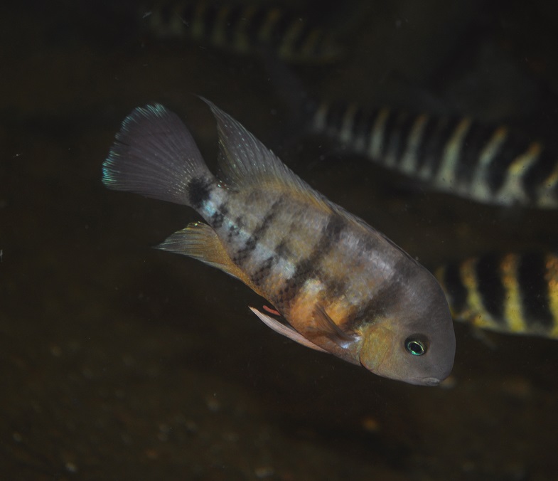 ZOOTOGRAFIANDO (6.100 ANIMALS): CÍCLIDO DE CUTTER / CUTTER´S CICHLID ...