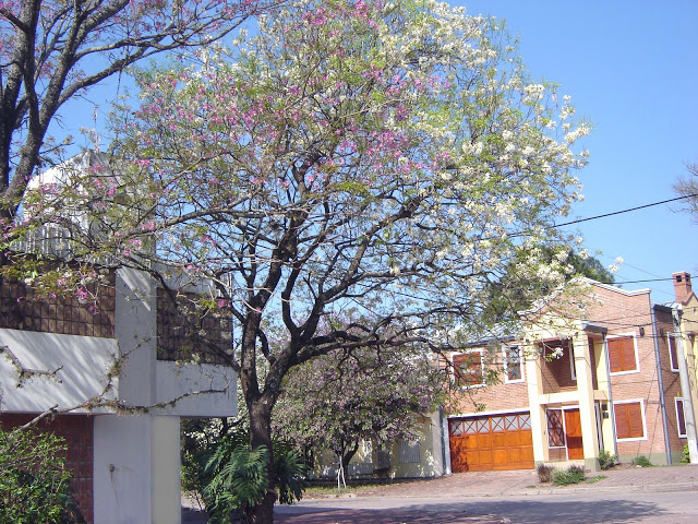 v e r d e c h a c o: julio 2016