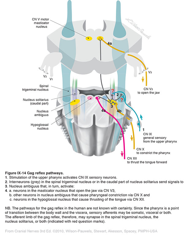Neurocosa: reflejo faringeo y del paladar ( gag reflex )
