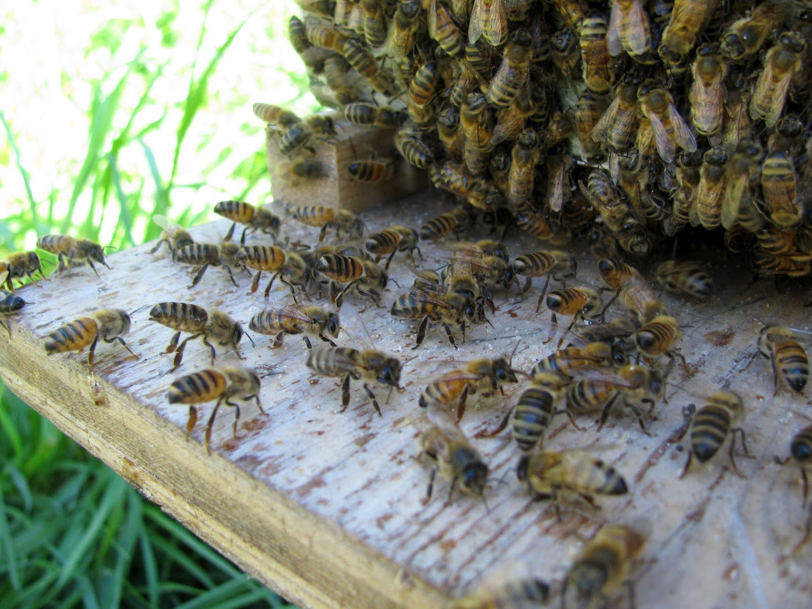 Honeybee Reverie: June 2012