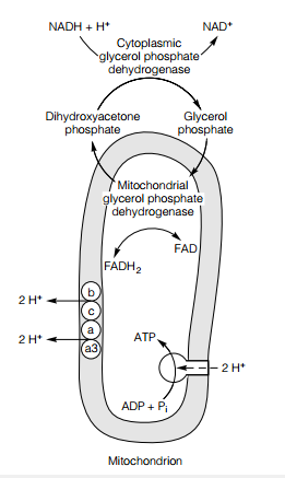 Metabolisme glikogen melalui malat shuttle dan G3P shuttle ~ Scientists ...