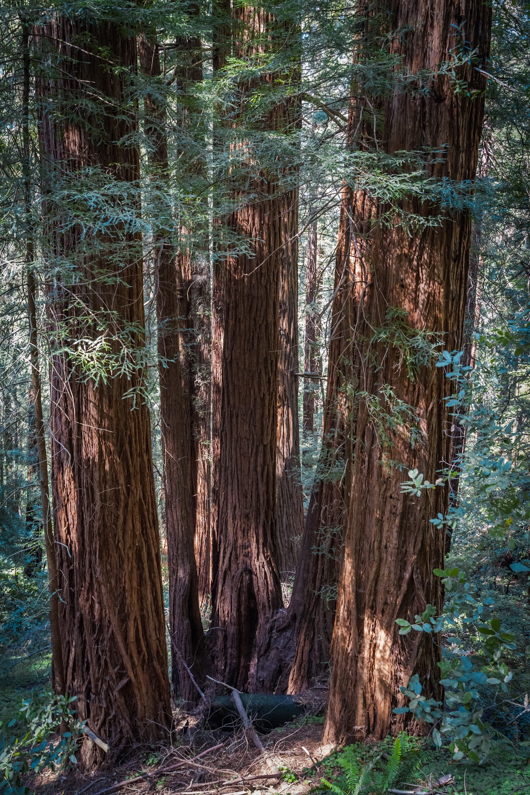 Coast Redwoods - The Tallest Trees In The World - Explore the World ...