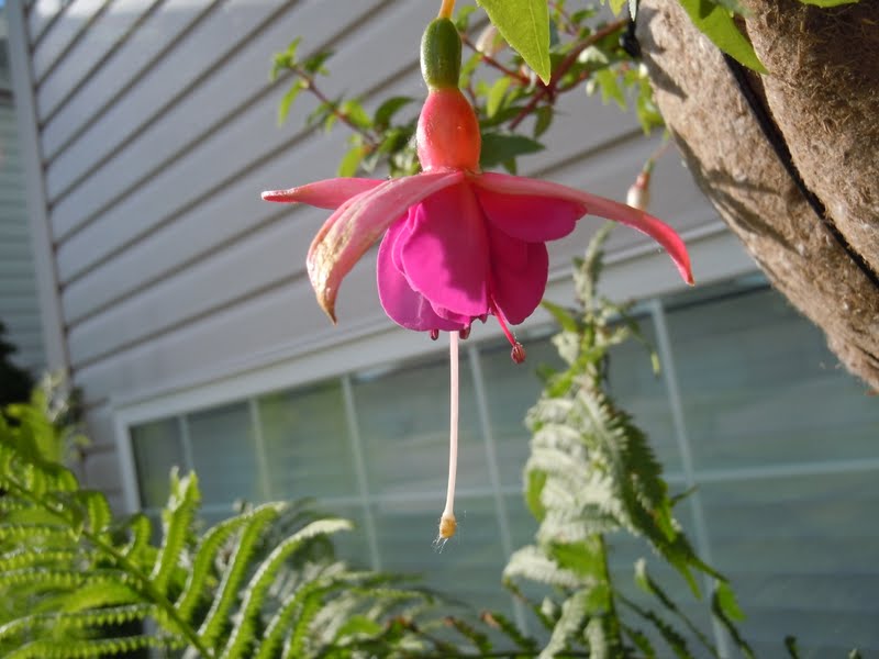 LIVING THE GARDENING LIFE: Fuchsia: Shade Plant Extraordinaire