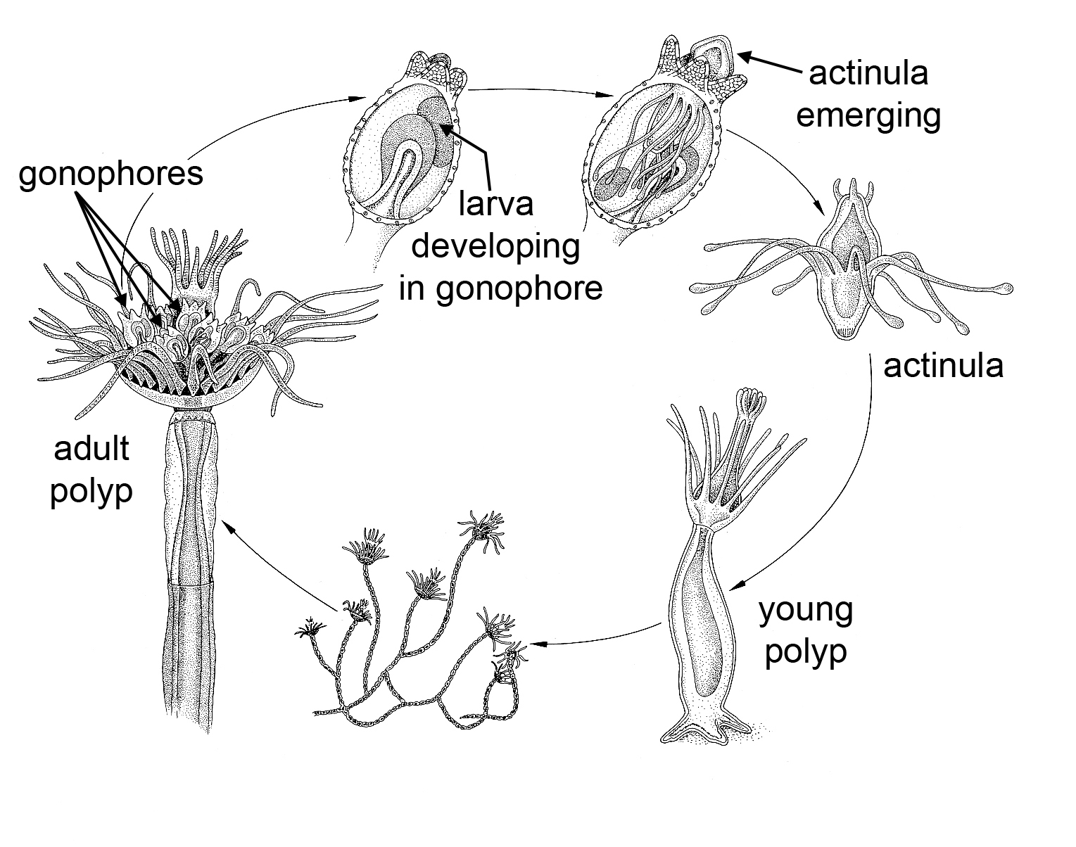 The Natural History of Bodega Head: Prepare for landing