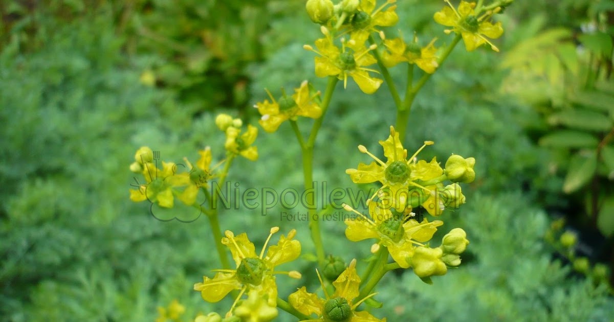 niepodlewam: Ruta zwyczajna – kiedy i jak siać