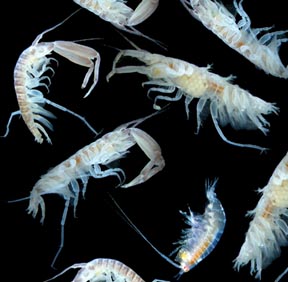 conociendo los animales marinos: El mundo de plancton