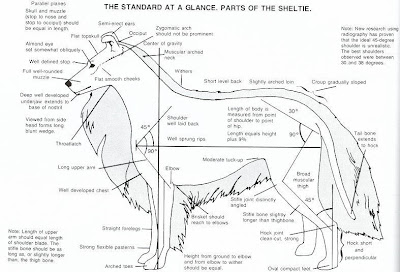 Porsh The Shetland Sheepdog : About Shetland Sheepdog