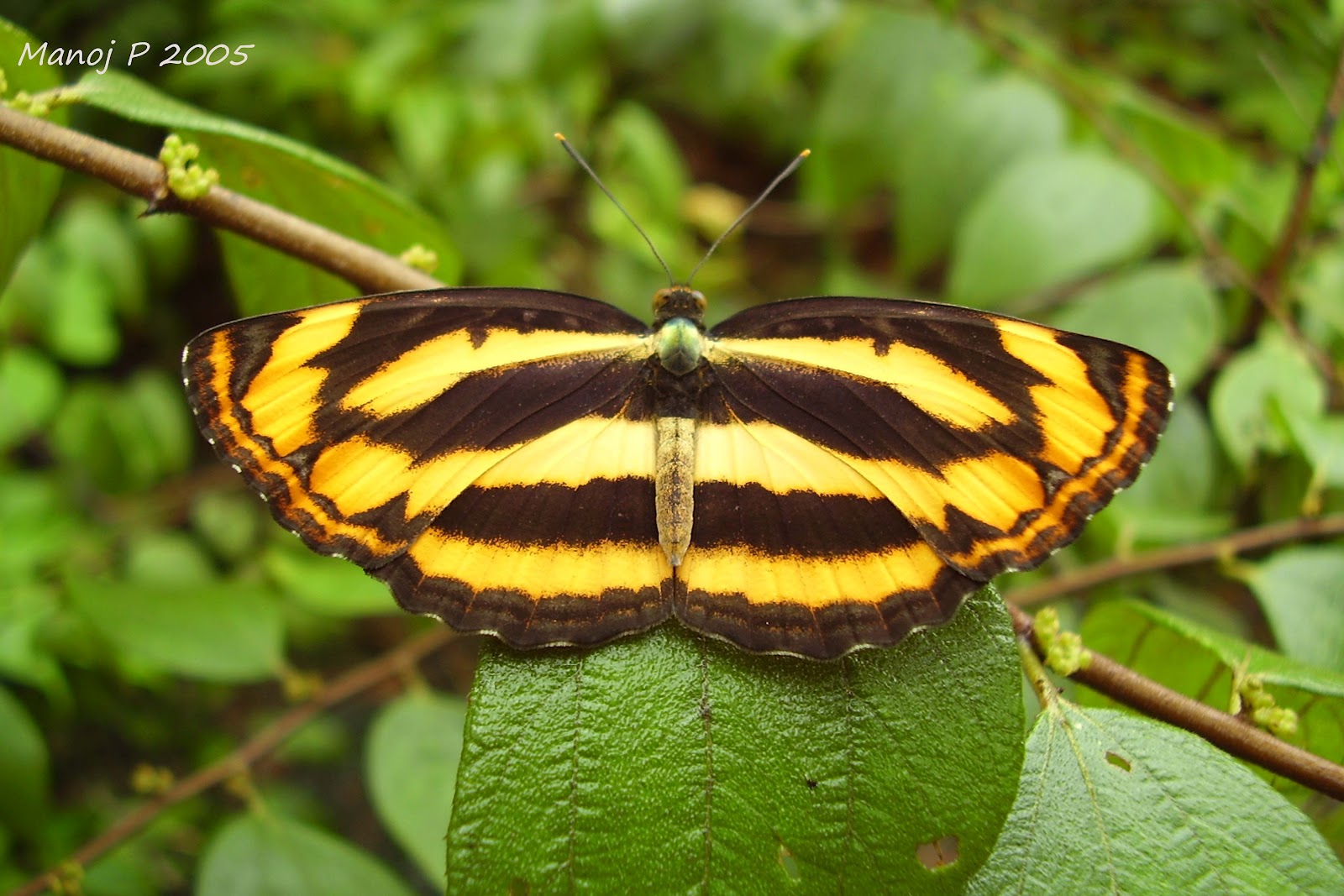 My Butterfly Garden: Common Lascar