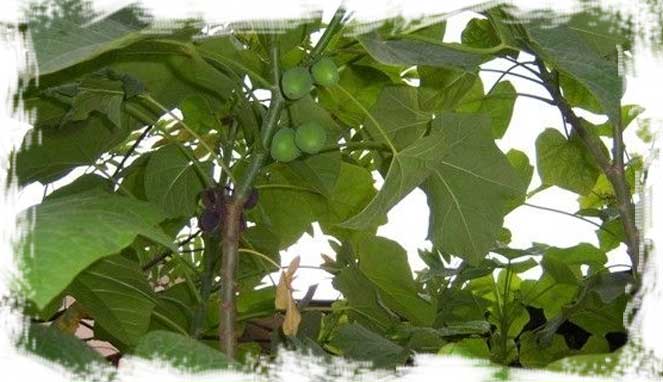 Tanaman Beracun Paling Mematikan - Perumperindo.co.id