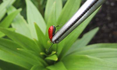 HOW CAN YOU GET RID OF THE RED LILY BEETLE? |The Garden of Eaden