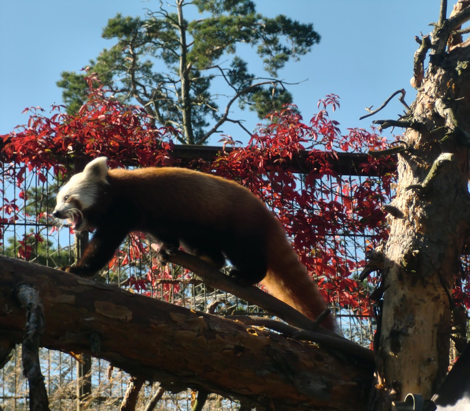 Foreigner in Finland: Helsinki ZOO - Korkeasaari