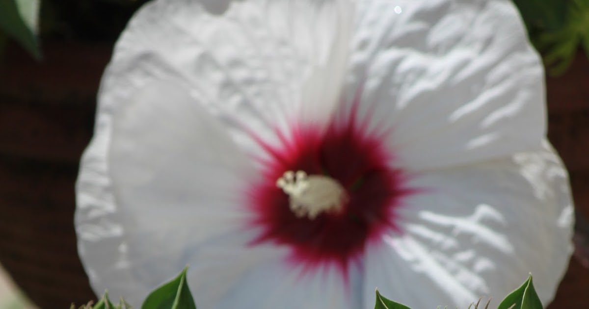 Savannah's Secret Gardens: Perennial Hibiscus "Mocha Moon"
