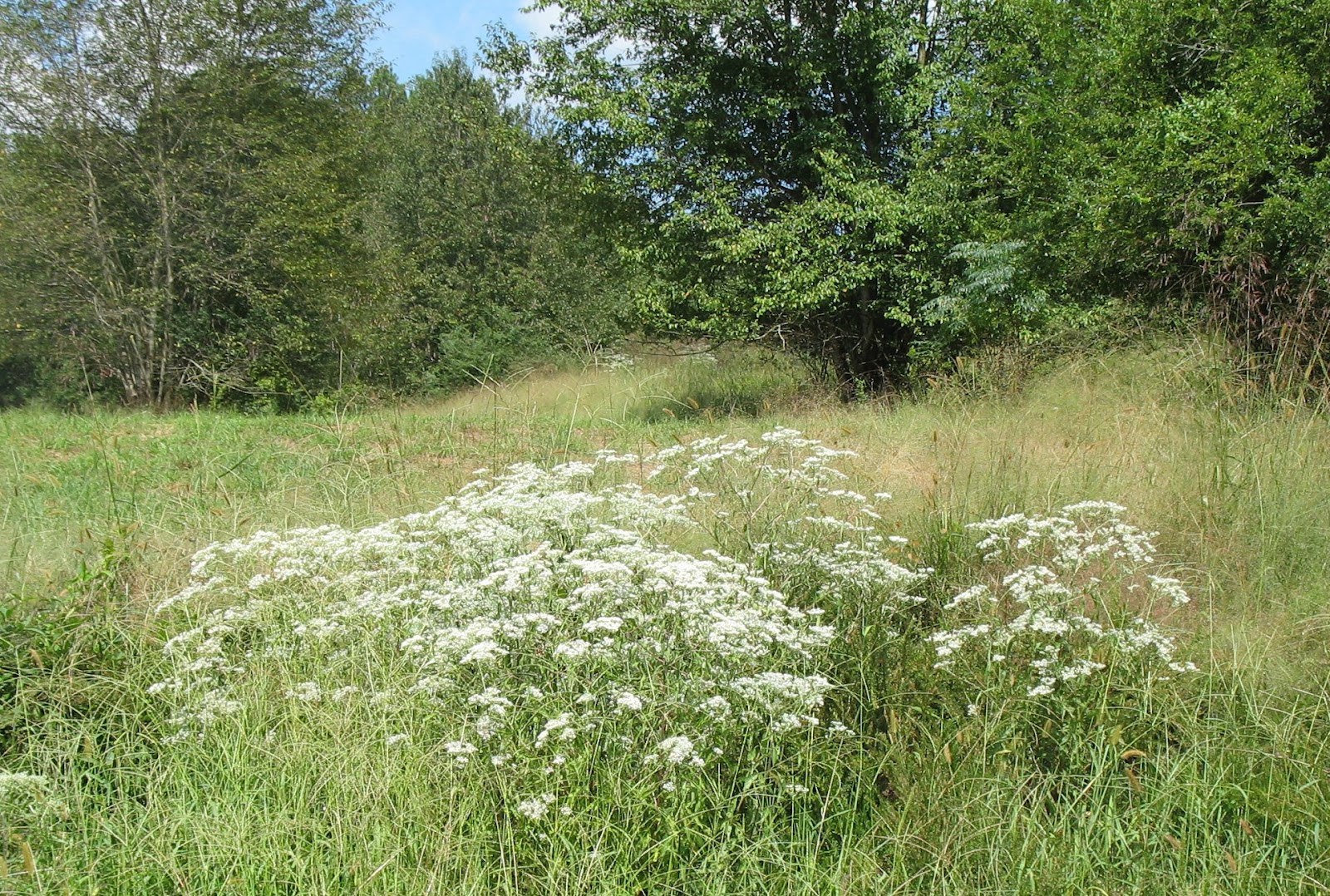 Using Georgia Native Plants: Wild Roadside vs. Average Garden
