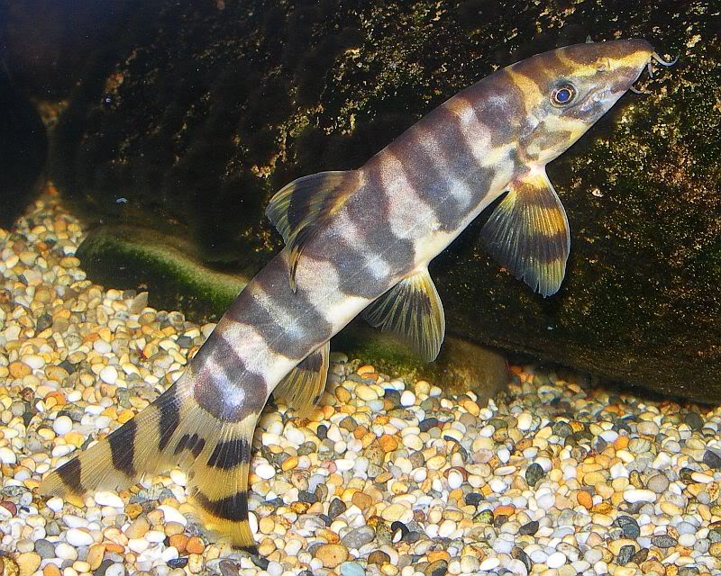 Ikan Botia (Chromobotia macracanthus) « K.S.A. UNDIP