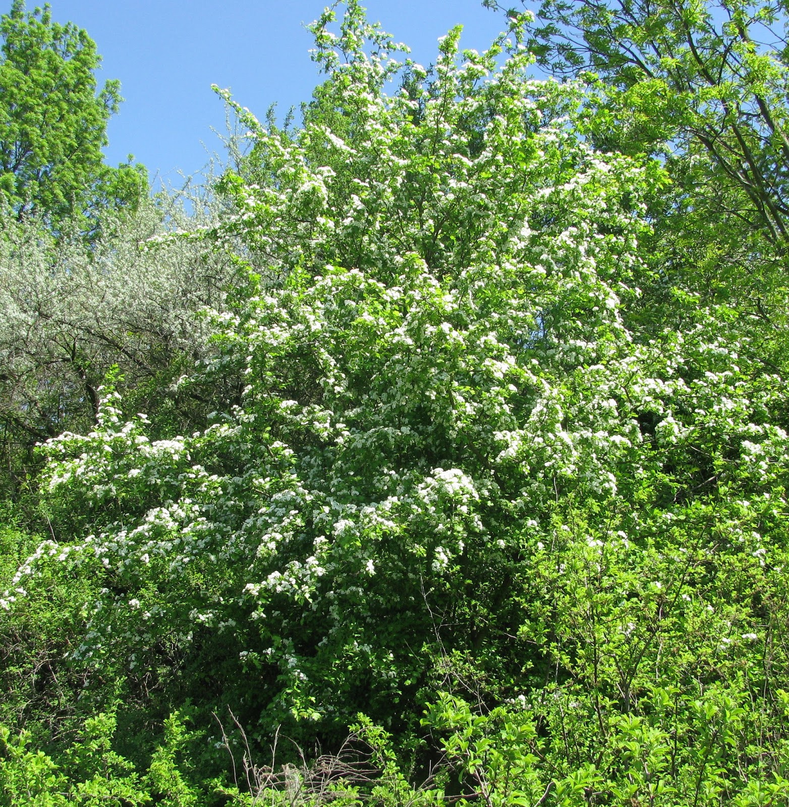 ezmegaz: Galagonya gyűjtés